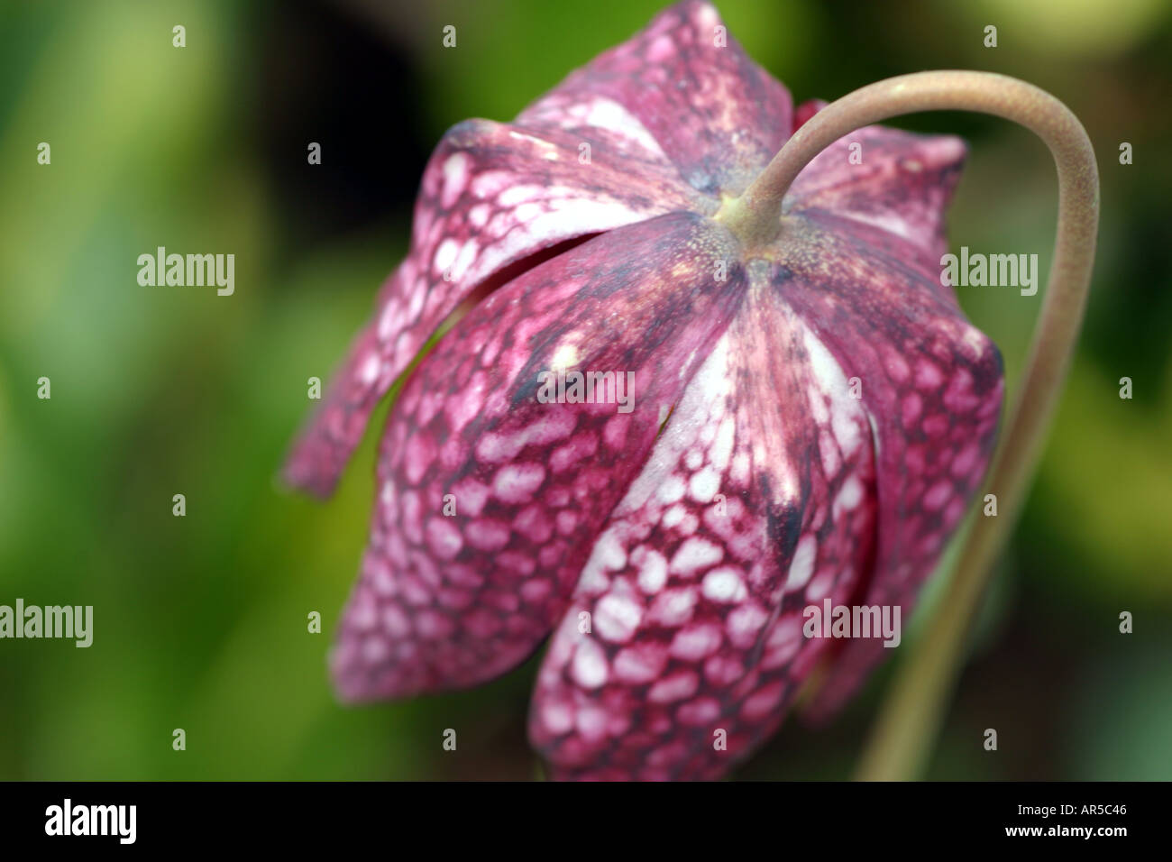 Snakeshead Fritillary Flower Stock Photo - Alamy