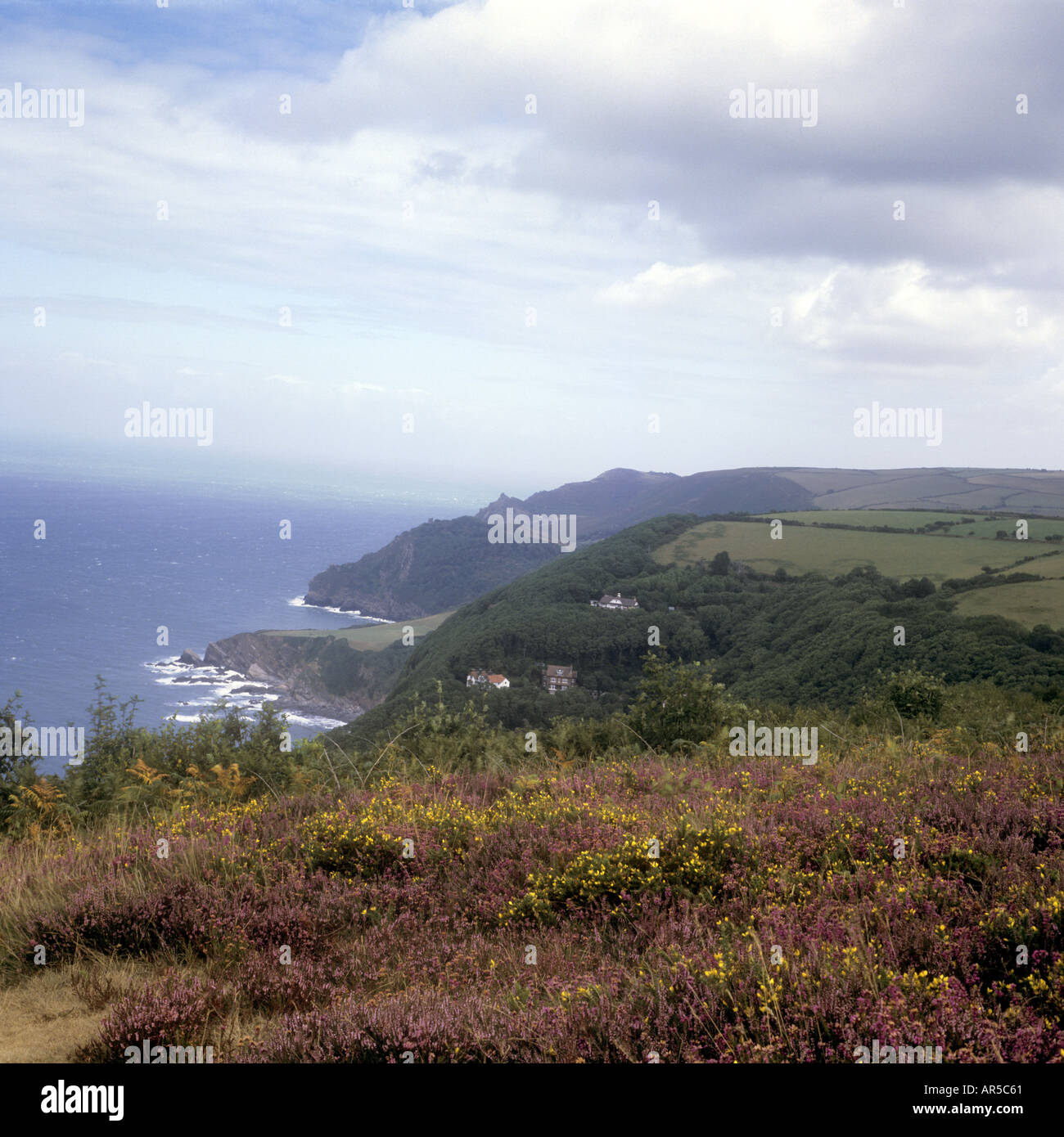 Woody english hi-res stock photography and images - Alamy