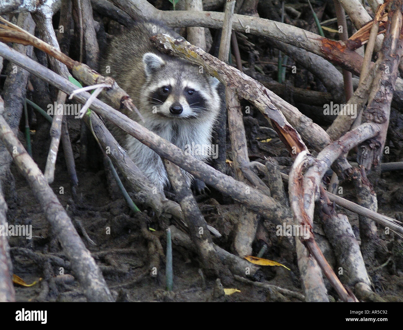 Raccoon in Mangroves Everglades Stock Photo - Alamy