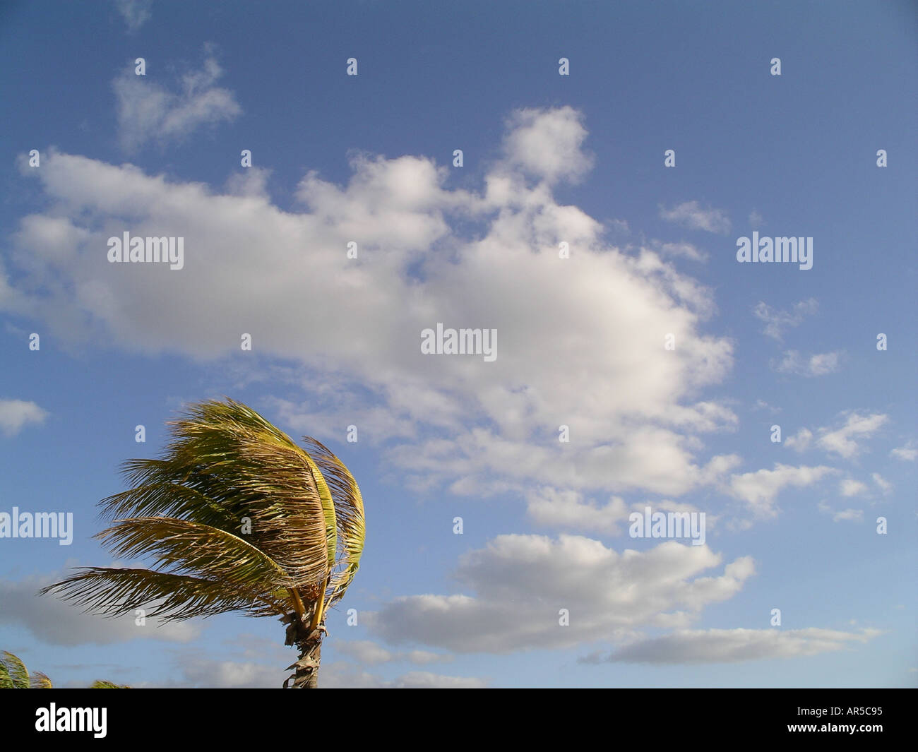 Strong Wind And Palm Tree Stock Photos & Strong Wind And Palm Tree ...