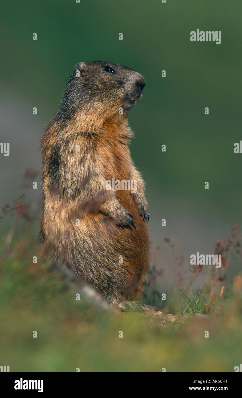 European alpine marmot, Alpenmurmeltier, Marmota marmota, Nationalpark ...