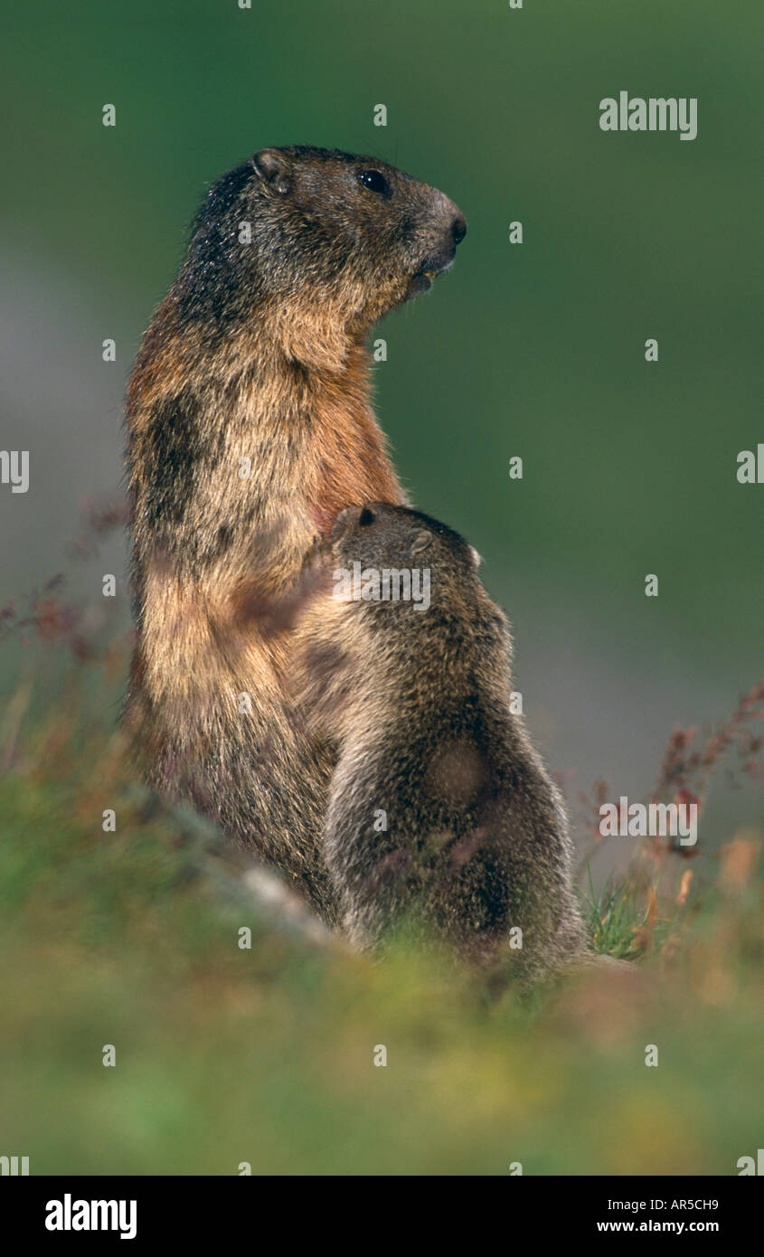 European alpine marmot, Alpenmurmeltier, Marmota marmota, Nationalpark ...