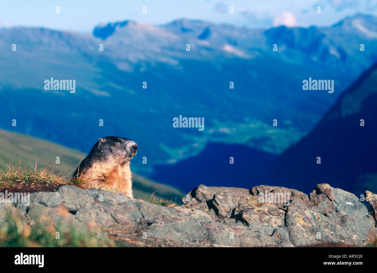 European alpine marmot, Alpenmurmeltier, Marmota marmota, Nationalpark ...
