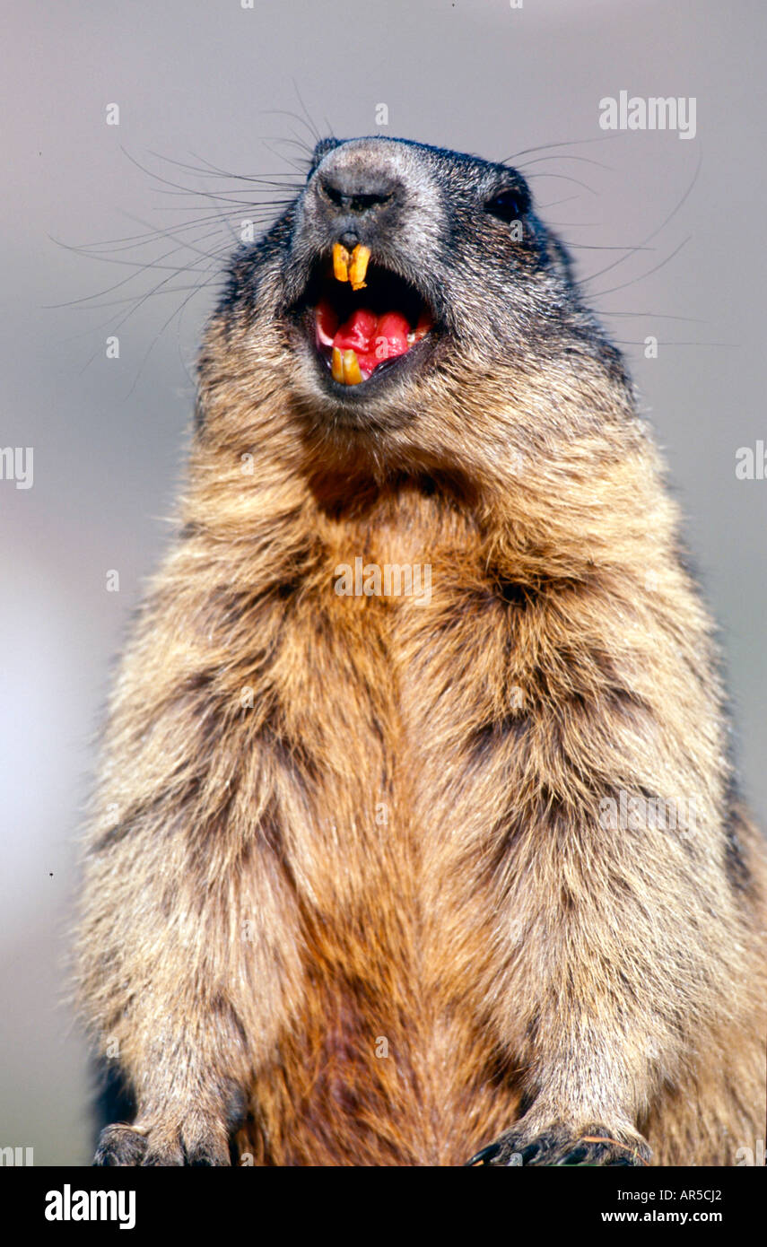 European alpine marmot, Alpenmurmeltier, Marmota marmota, Nationalpark ...