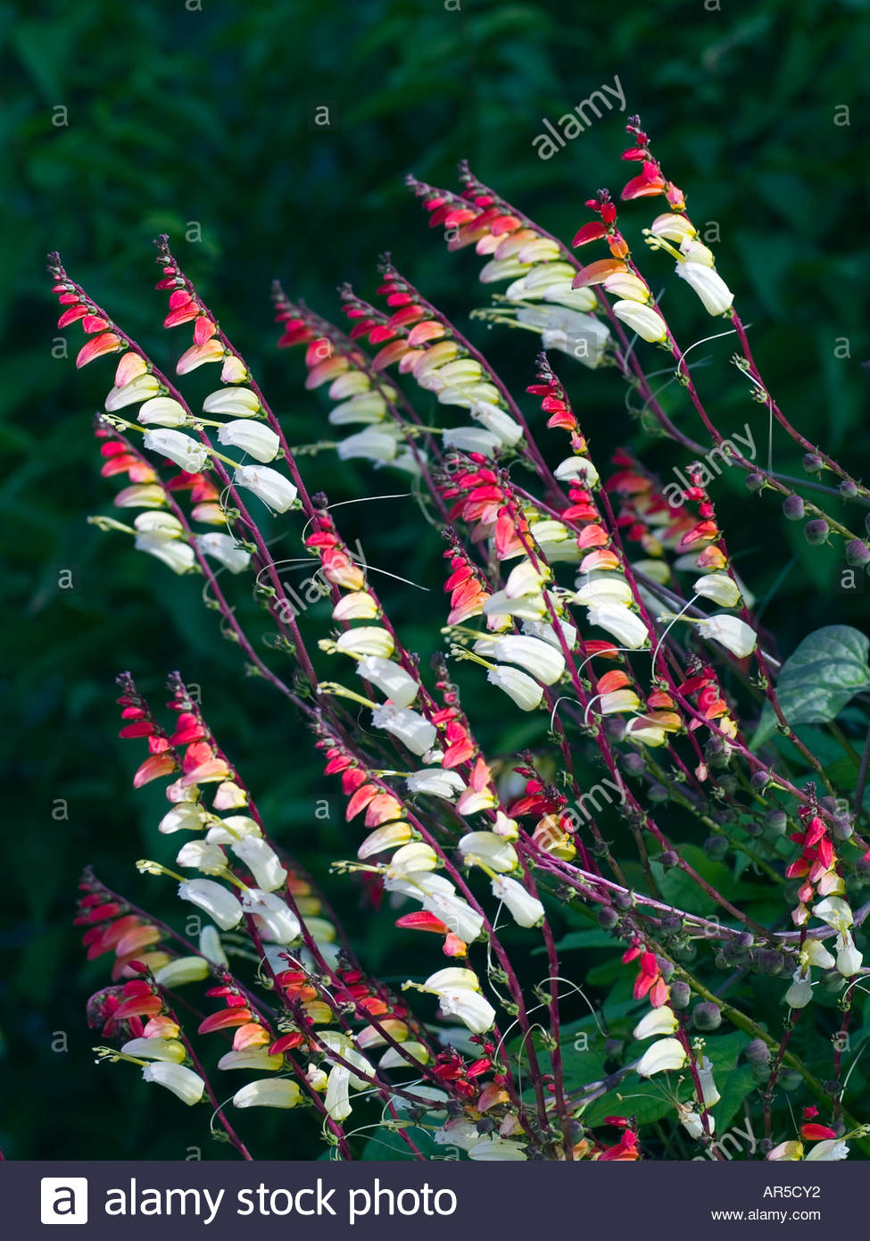 Ipomoea Lobata High Resolution Stock Photography and Images - Alamy