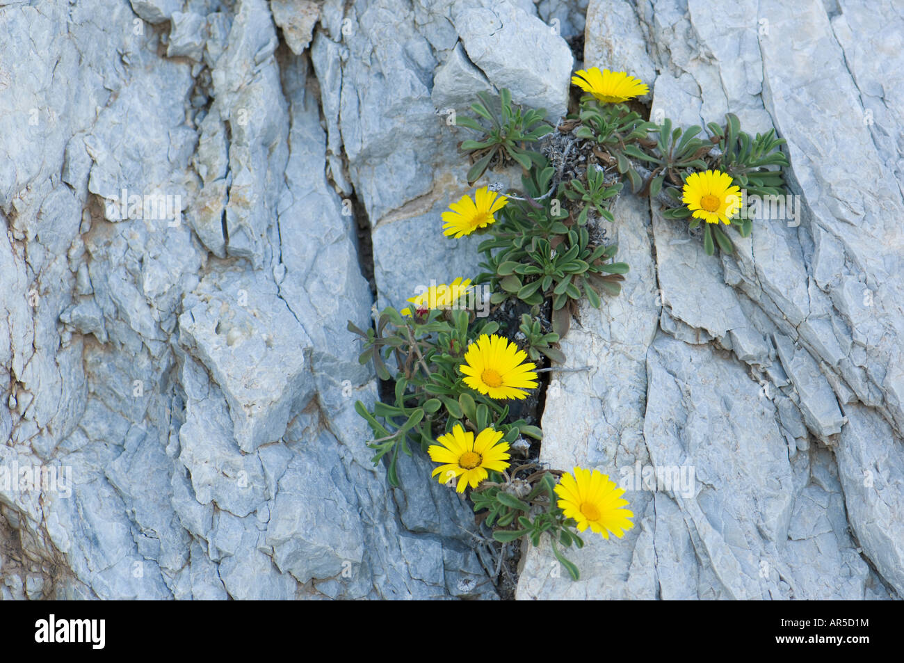 Daisy anatomy hi-res stock photography and images - Alamy