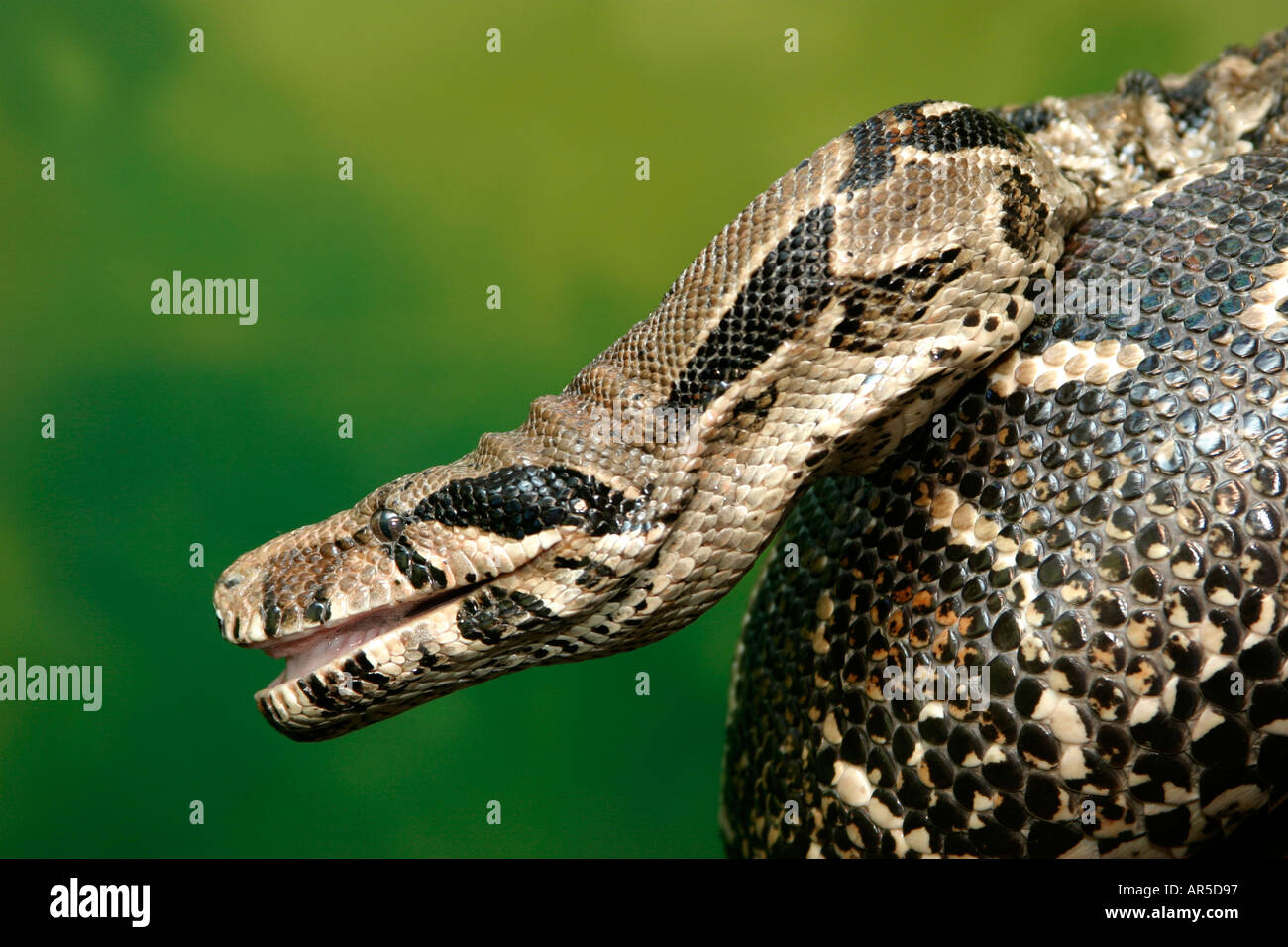 snake blowing bubbles Stock Photo - Alamy