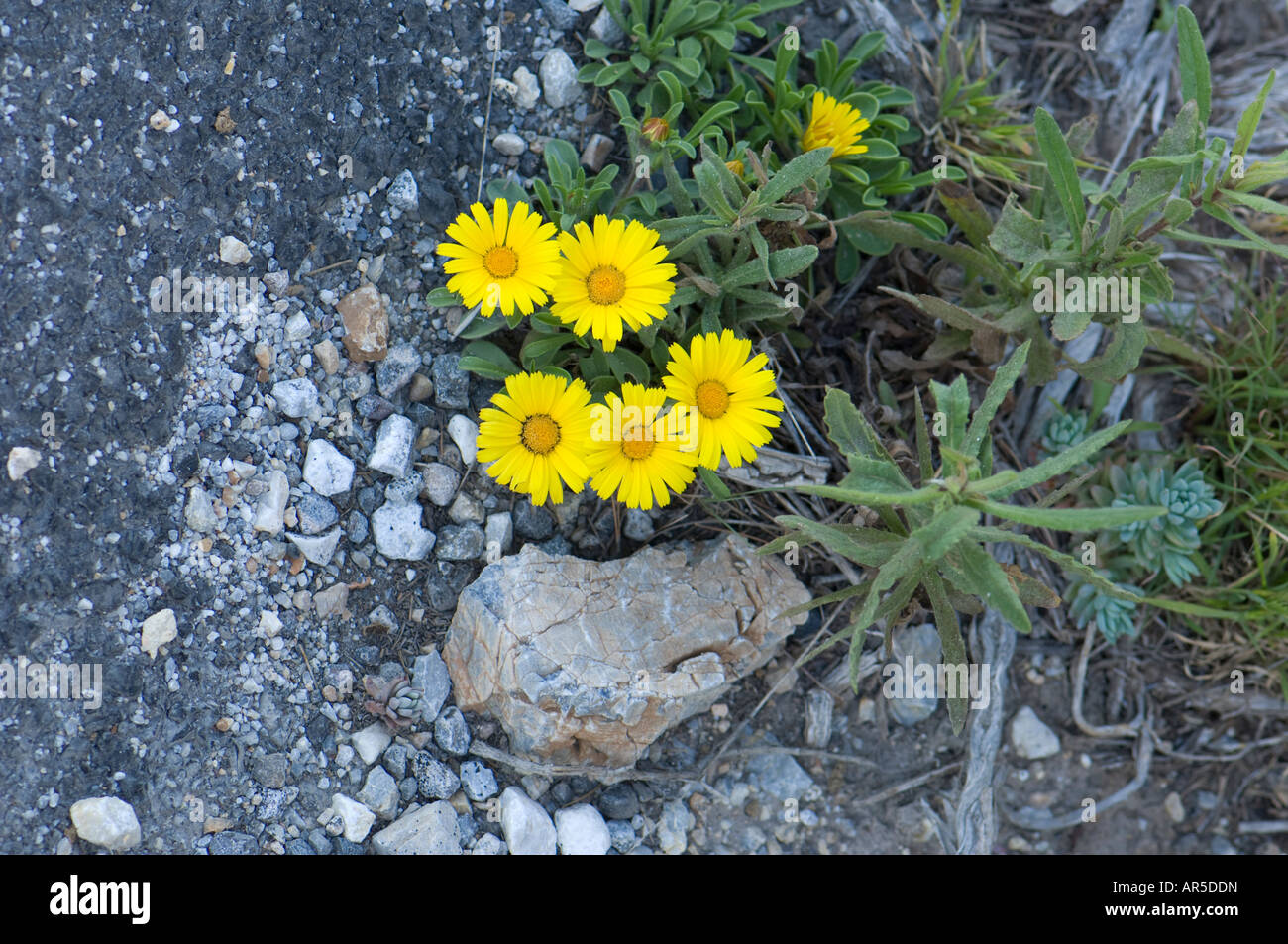 Daisy anatomy hi-res stock photography and images - Alamy
