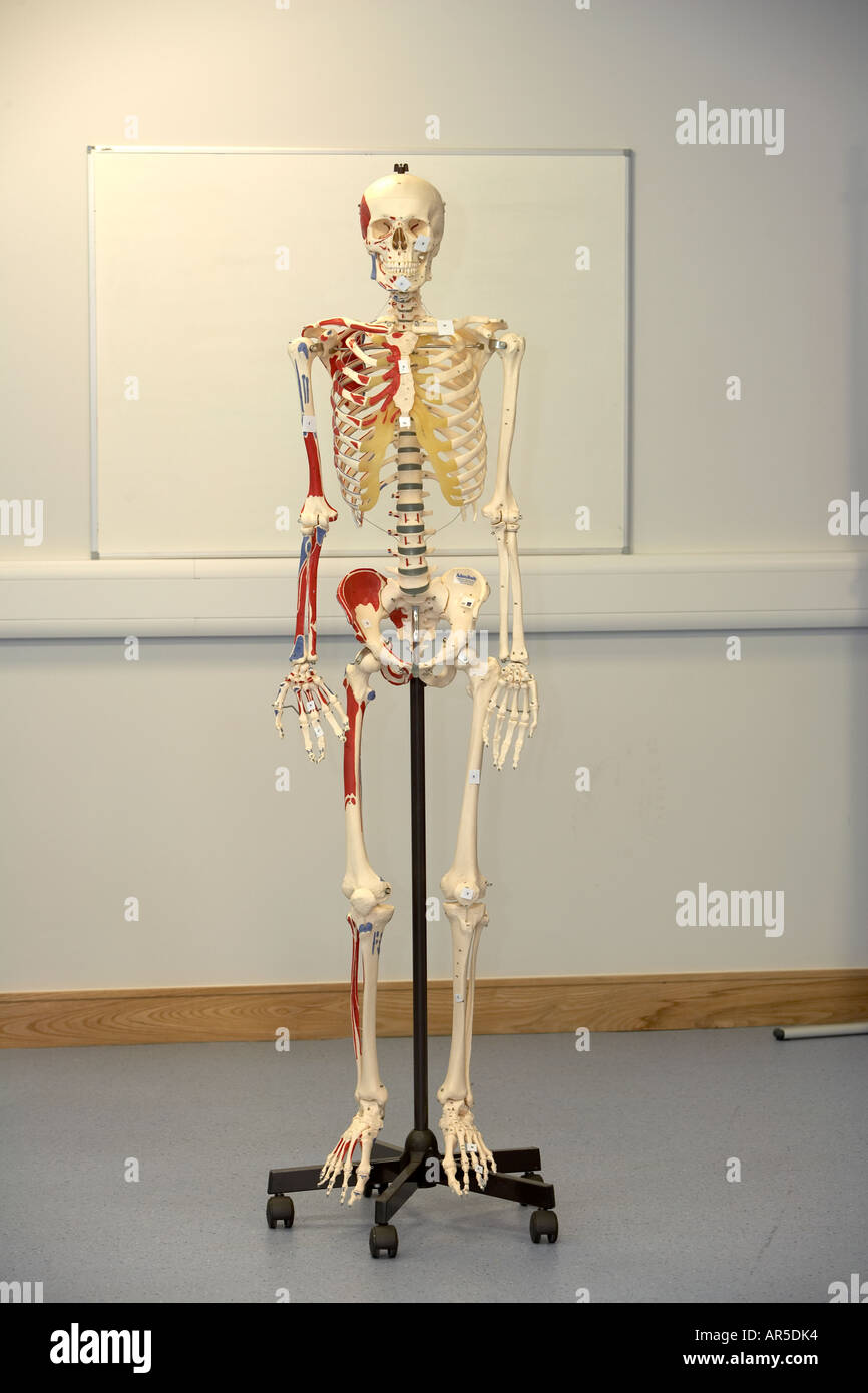 Model of human skeleton in classroom Stock Photo - Alamy