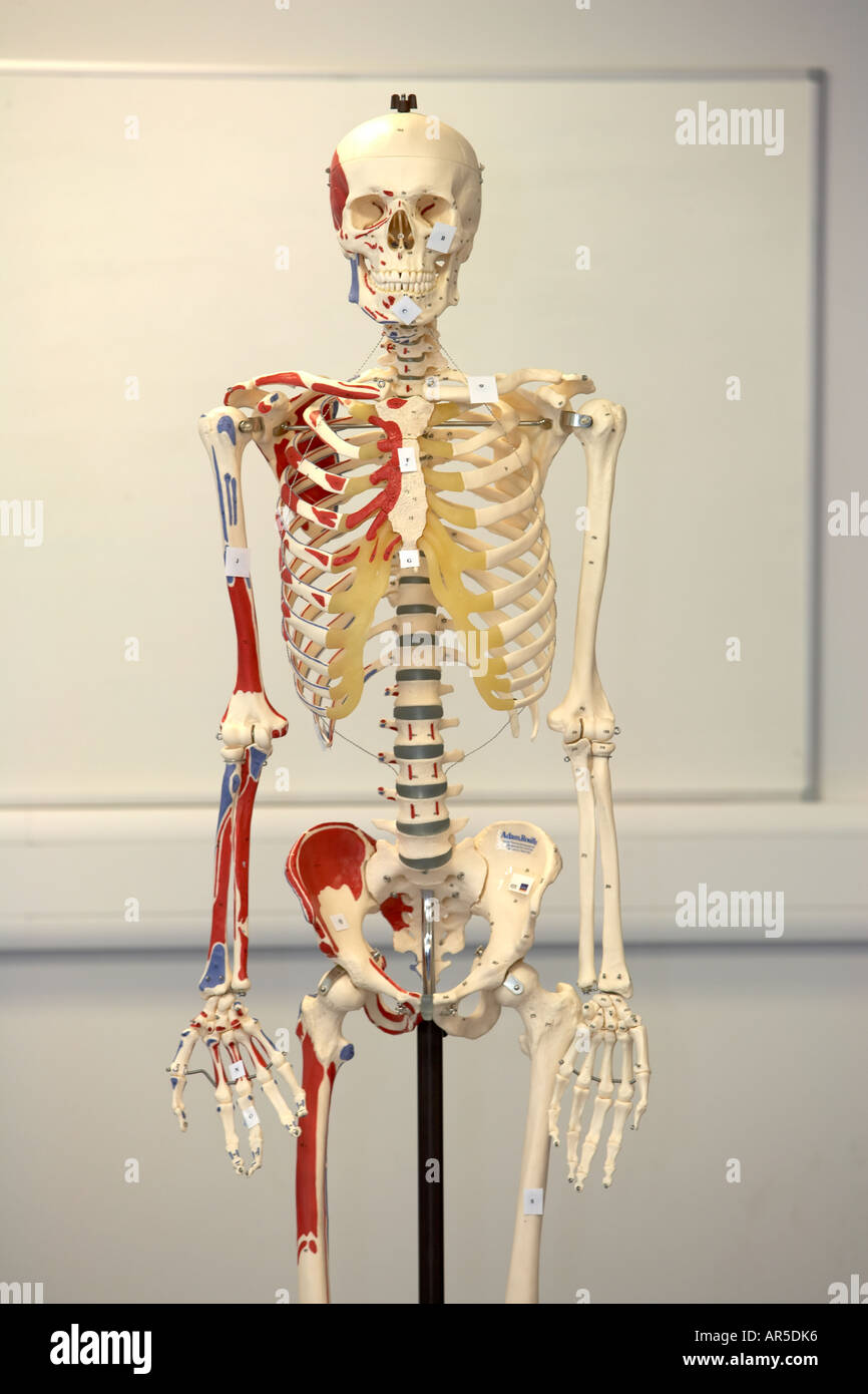 Human skeleton in classroom Stock Photo - Alamy