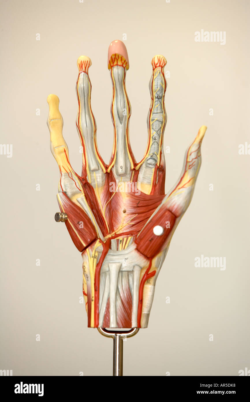 Anatomical model of human hand Stock Photo - Alamy