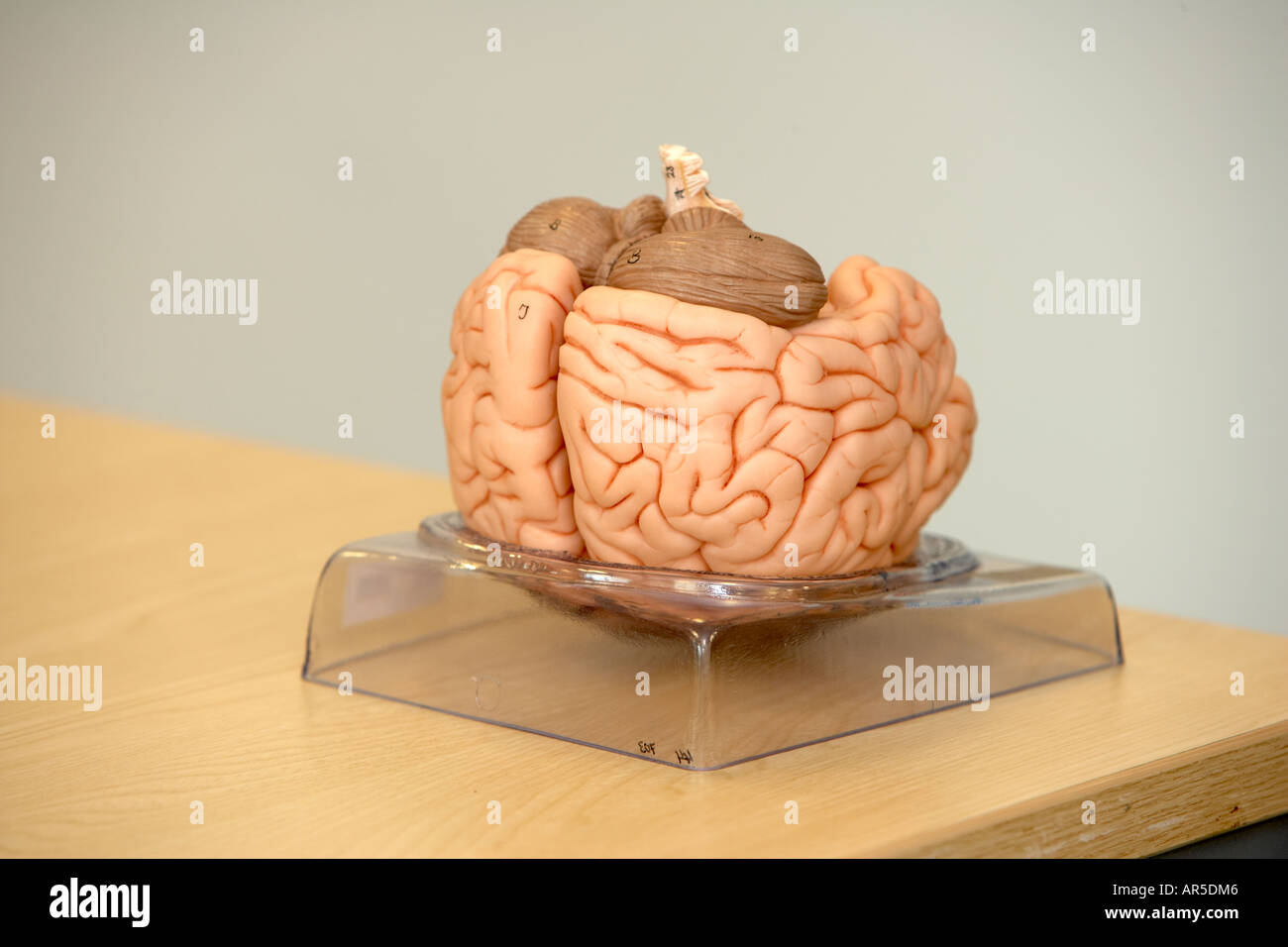 Anatomical model of human brain Stock Photo - Alamy