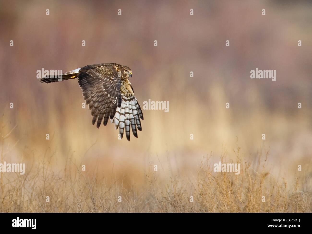 Northern Harrier in Flight Stock Photo - Alamy