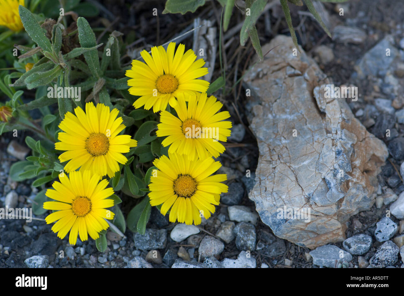 Yellow daisies blooming between cliff rocks Stock Photo - Alamy