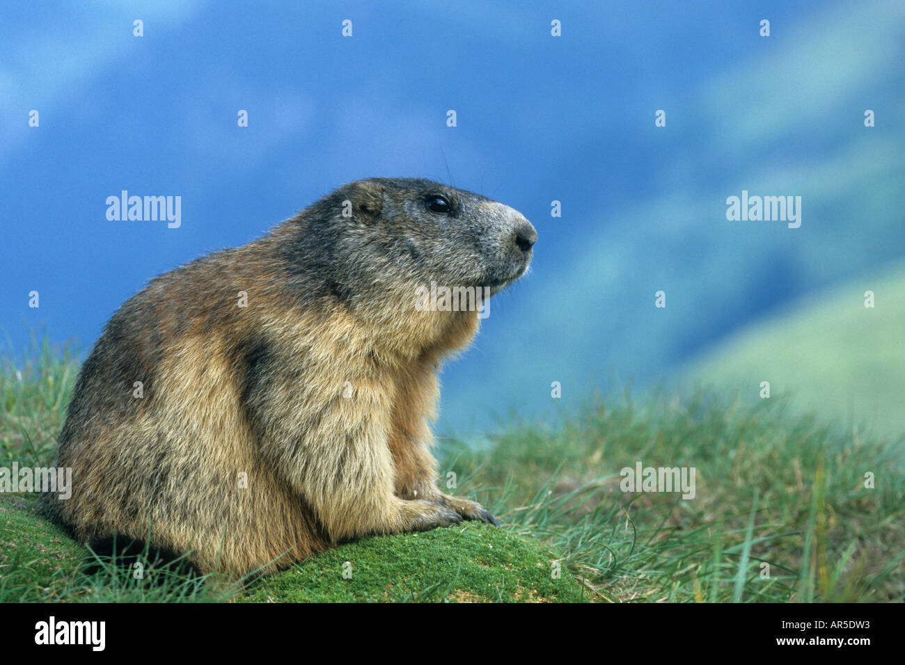 Alpine Marmot, marmota marmota, Alpenmurmeltier, Europe, Alps, Austria ...