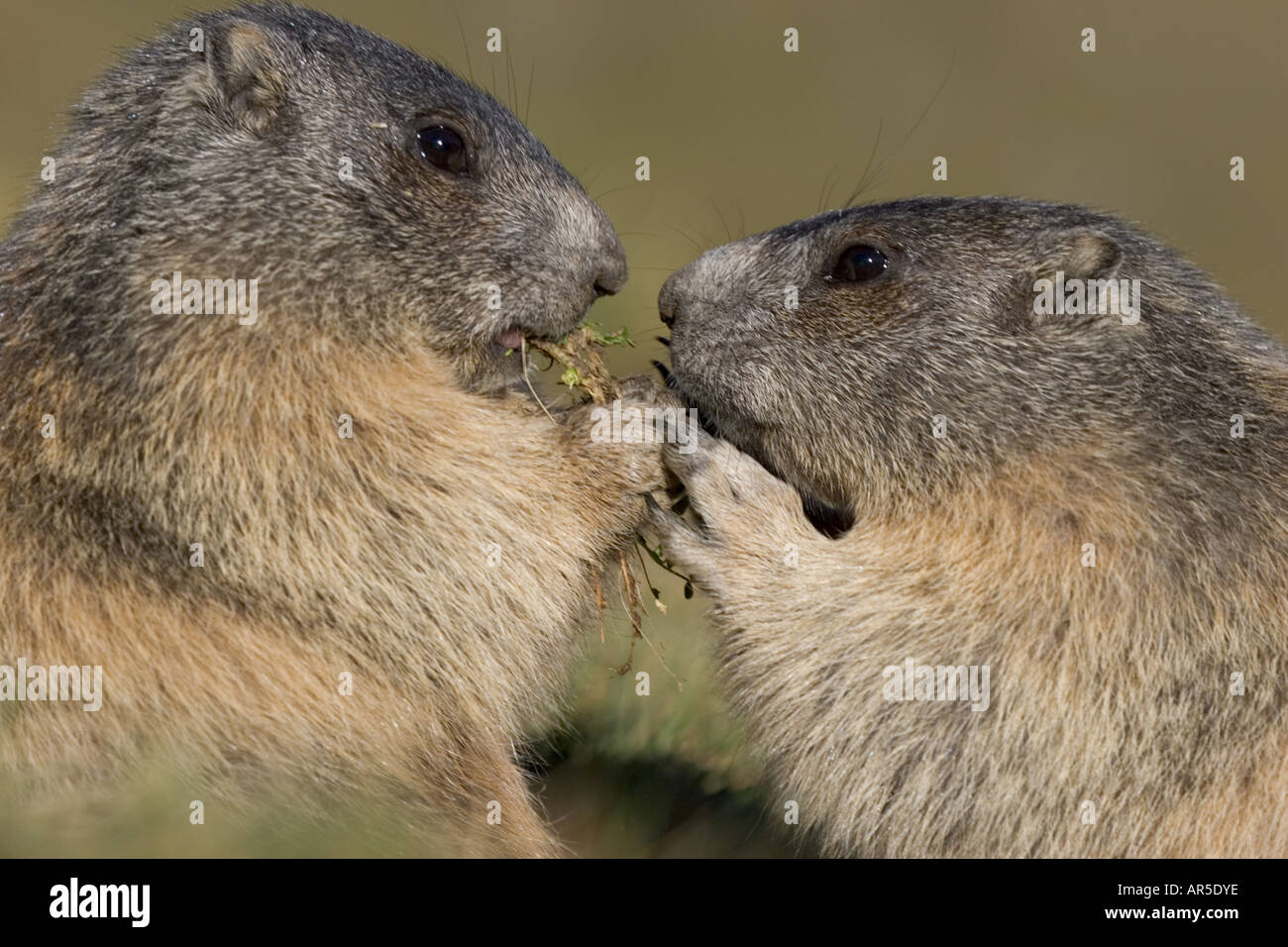 European Alpine Marmot, marmota marmota, Alpenmurmeltier, Europe, Alps ...