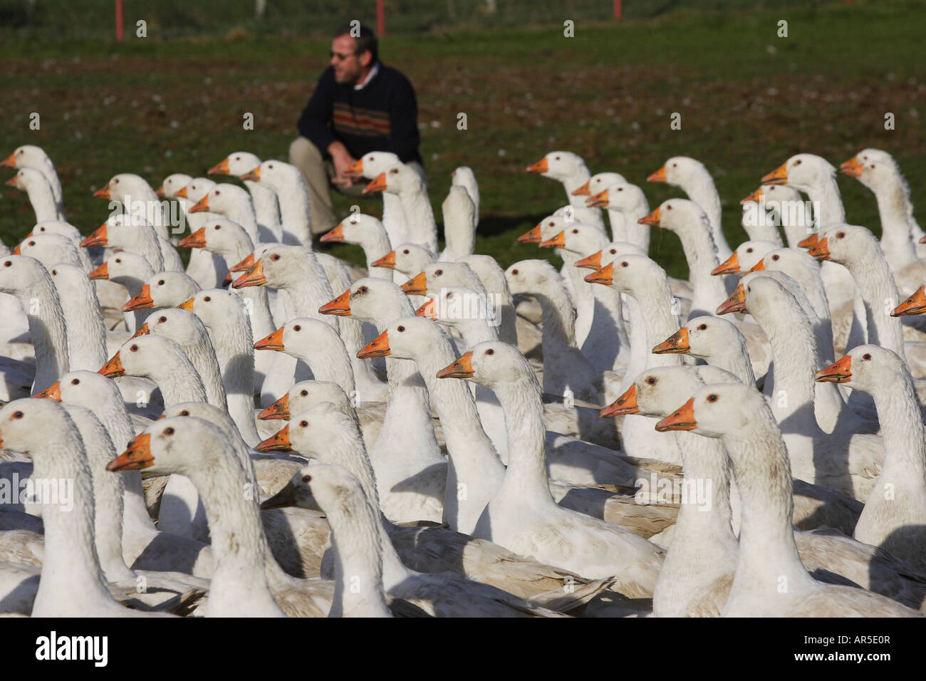 Geese on a field Stock Photo - Alamy