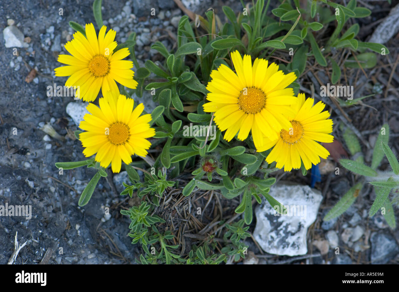 Yellow daisies blooming between cliff rocks Stock Photo - Alamy
