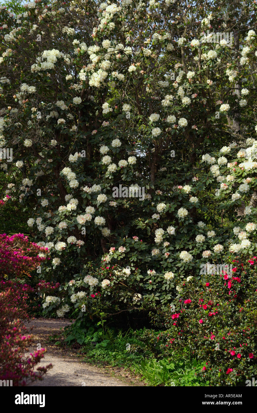 Rhododendron evergreen shrub hi-res stock photography and images - Alamy