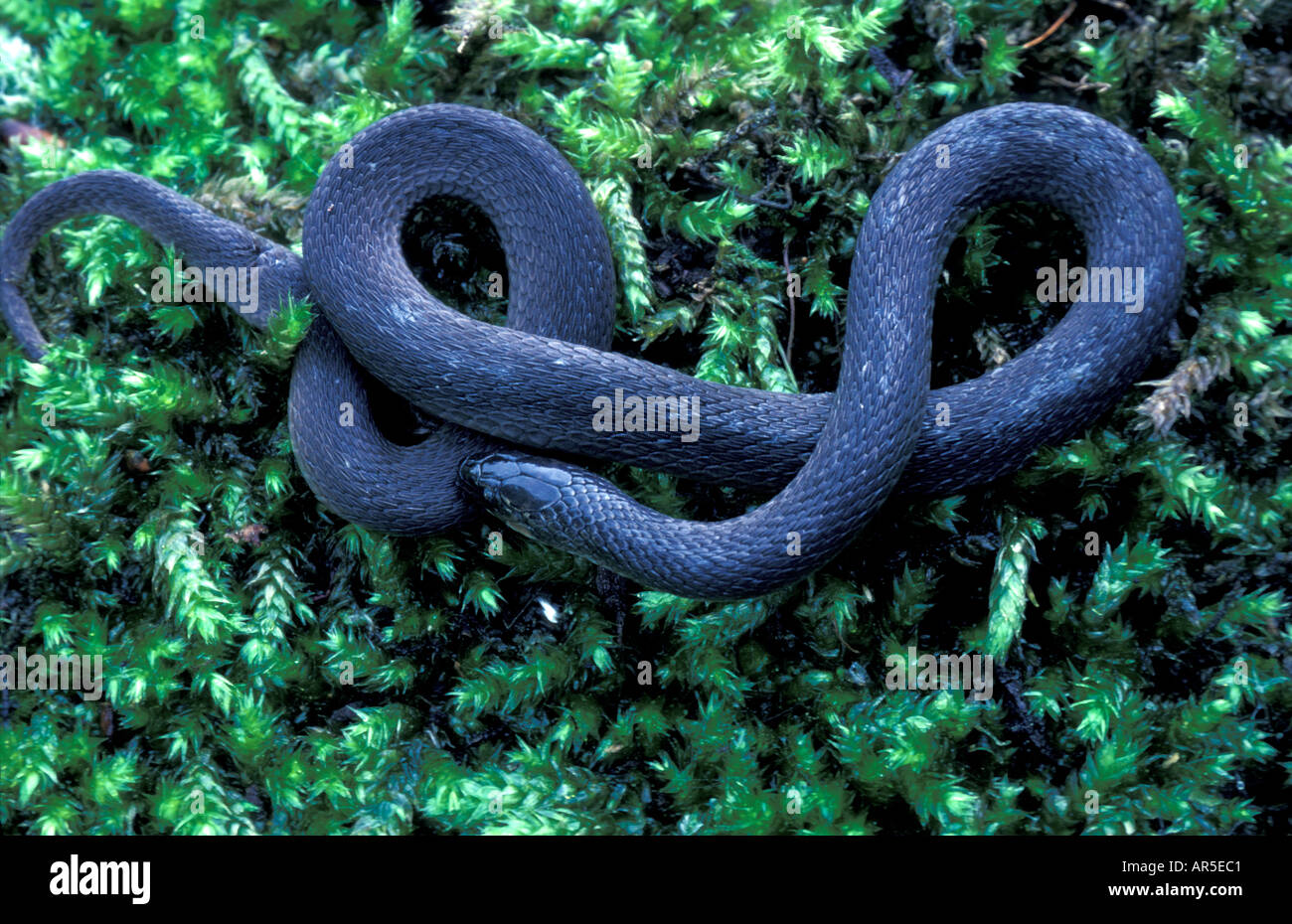 Rough Earth Snake High Resolution Stock Photography and Images - Alamy