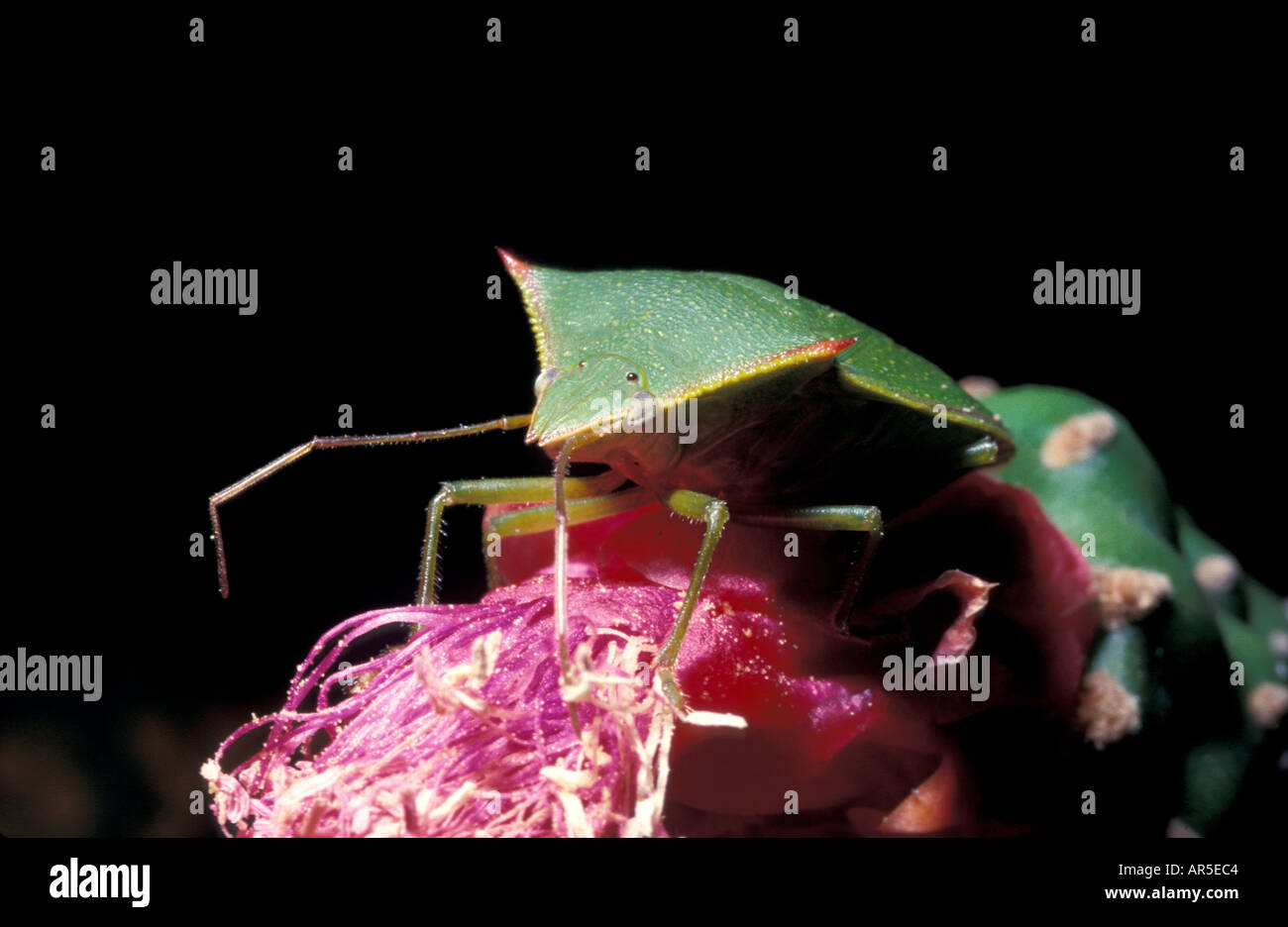 INVERTEBRATE BUG Southern Green Stink Stock Photo - Alamy