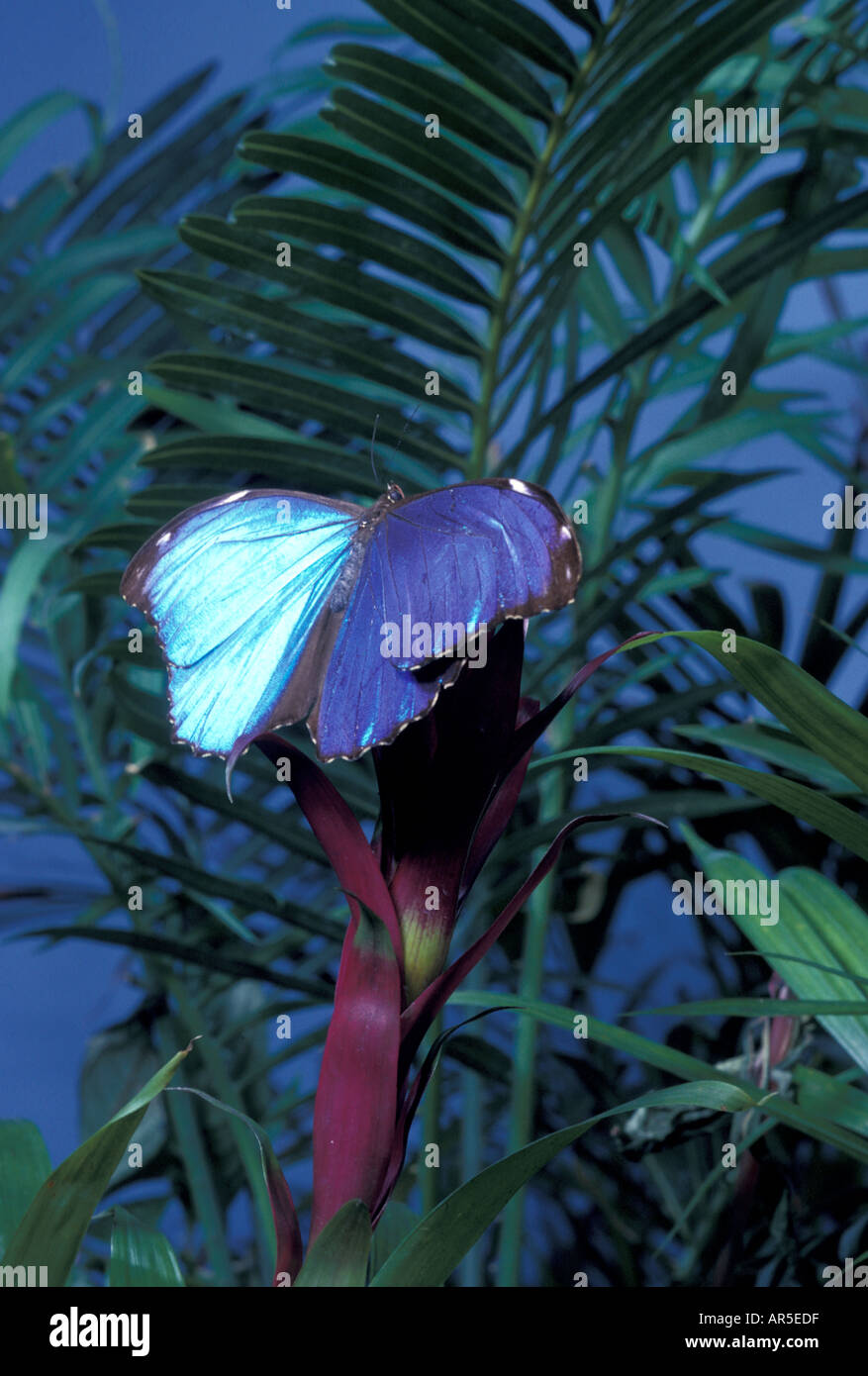INVERTEBRATE BUTTERFLY Morpho Stock Photo - Alamy