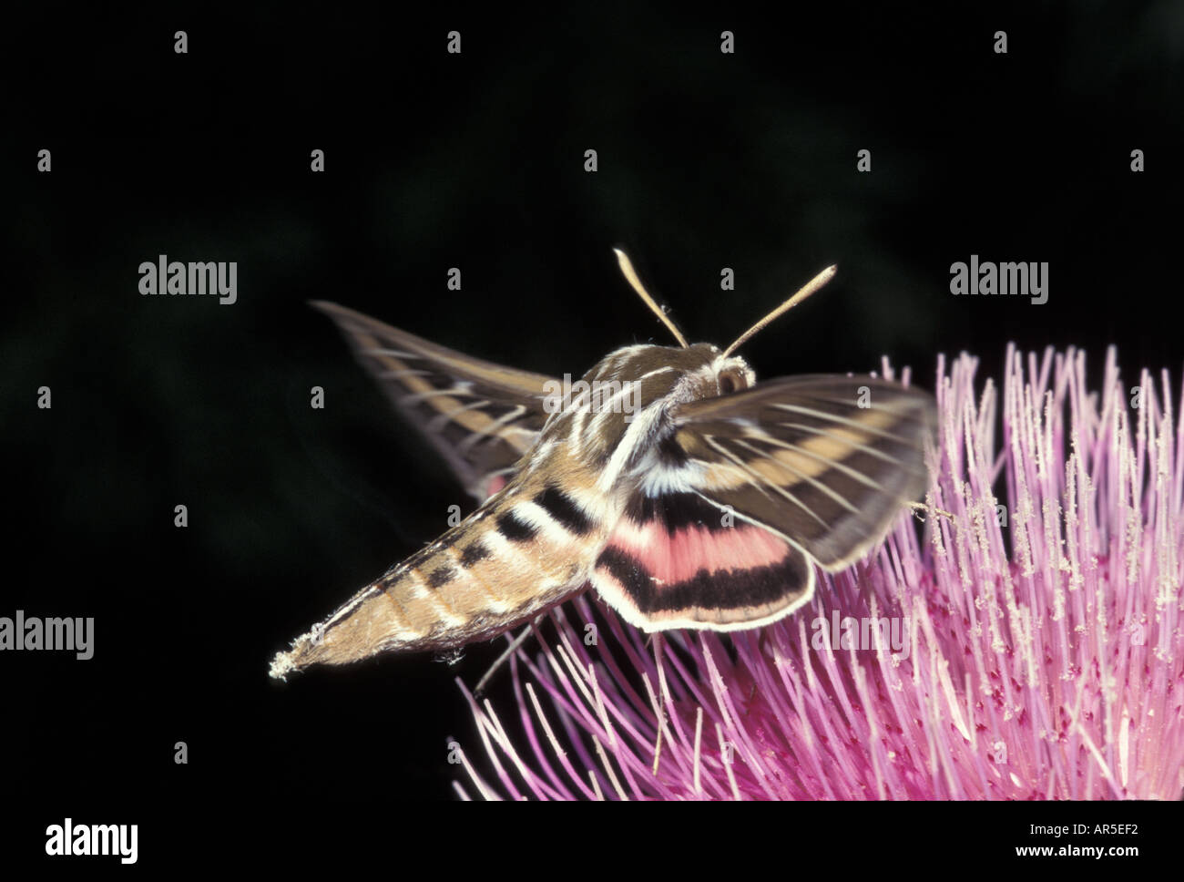 INVERTEBRATE MOTH Sphinx White line Stock Photo - Alamy