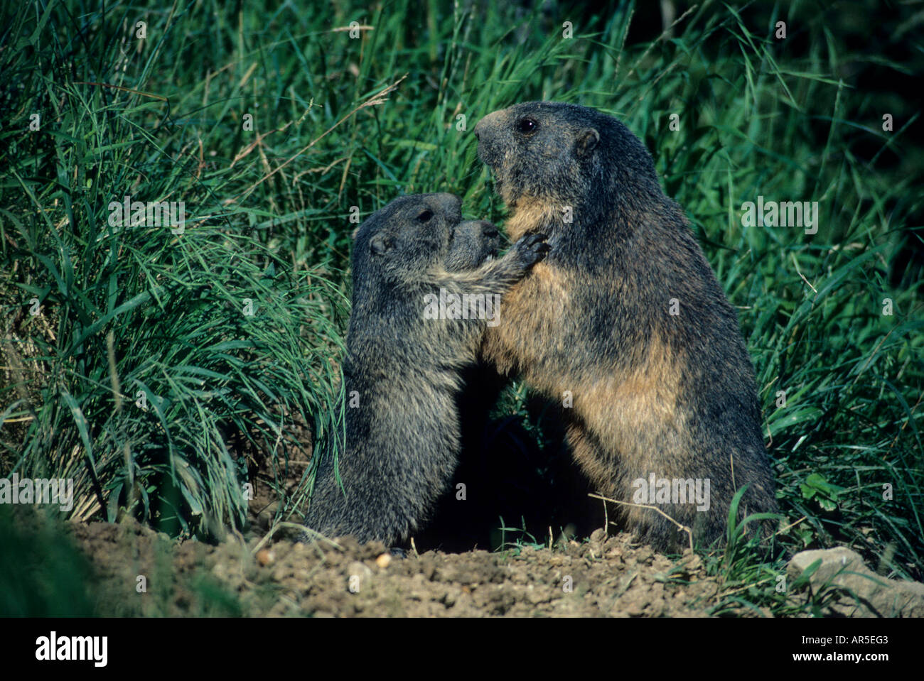 European Alpine Marmot, marmota marmota, Alpenmurmeltier, Europe, Alps ...