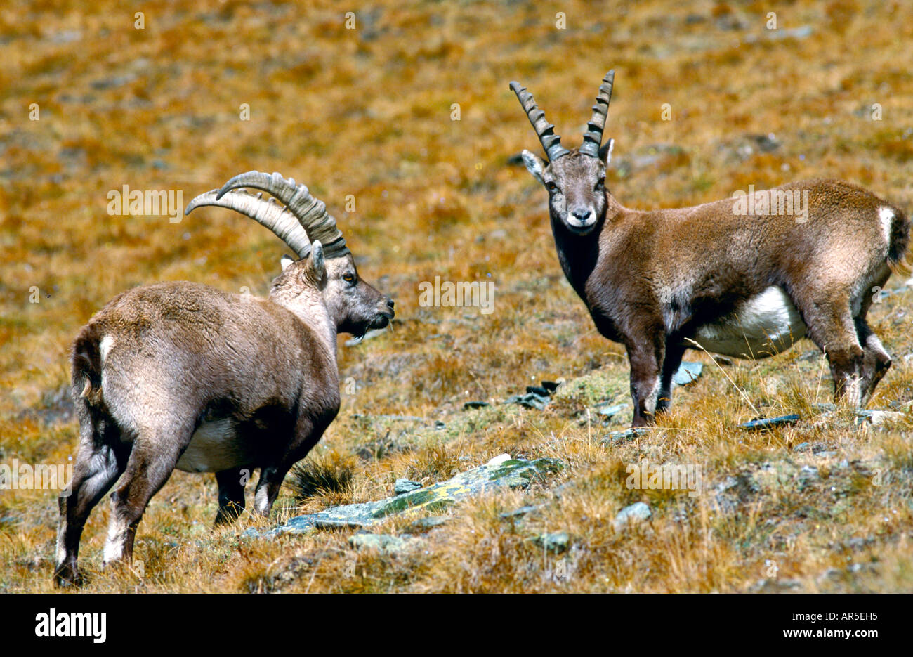 Alpensteinbock Capra ibex alpine ibex gran paradiso Italien Alpen Stock ...
