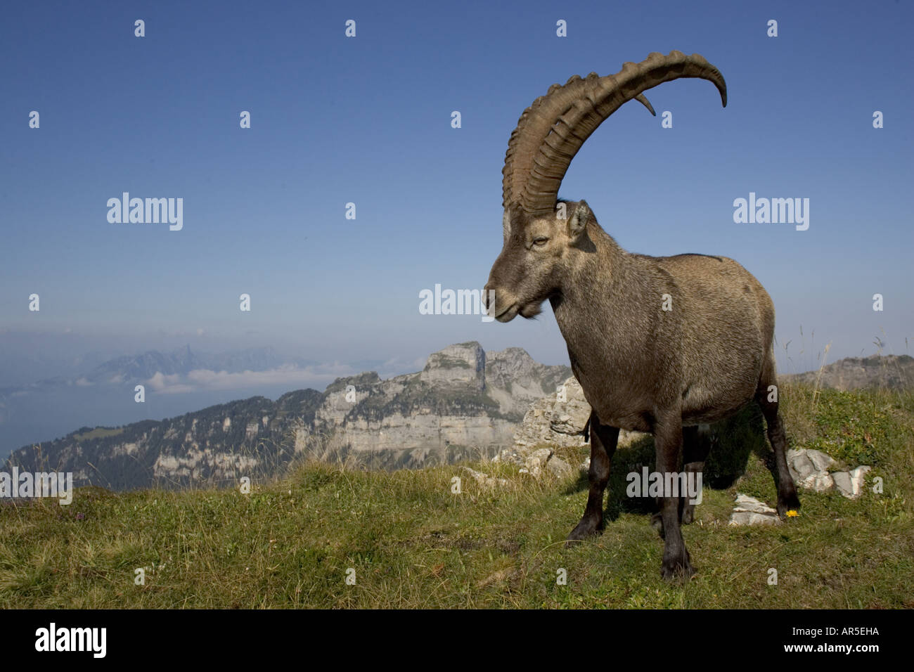 Capricorn ibex hi-res stock photography and images - Alamy