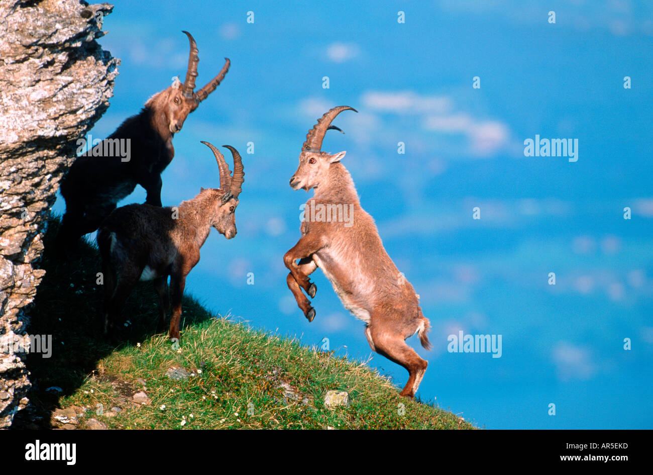 European Alpine Ibex, Alpensteinbock, Ibex Capra, Europe, Alps, Austria ...