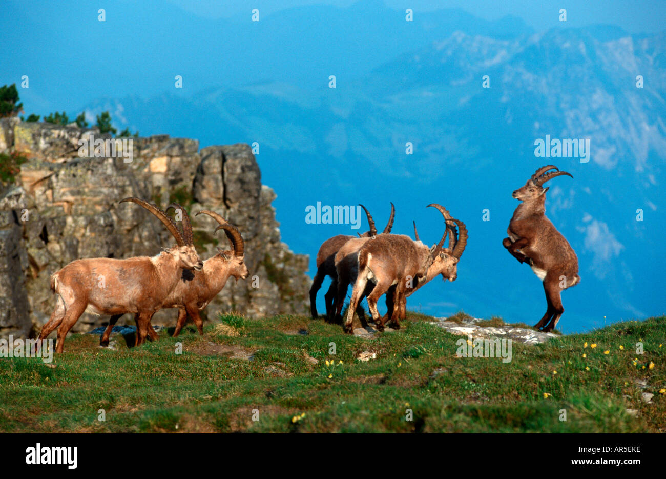 European Alpine Ibex, Alpensteinbock, Ibex Capra, Europe, Alps, Austria ...