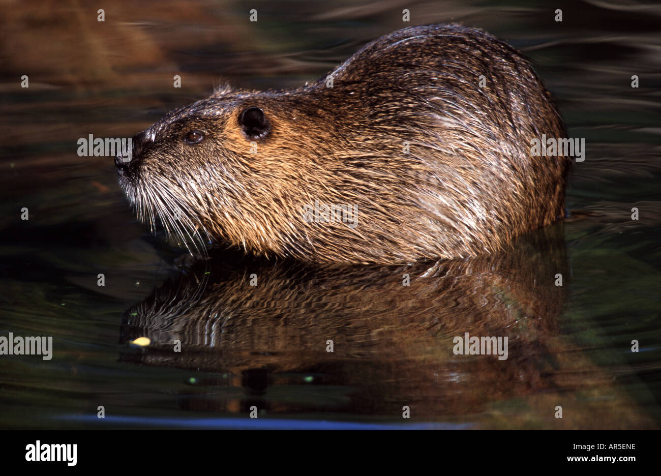 Europaischer biber hi-res stock photography and images - Alamy