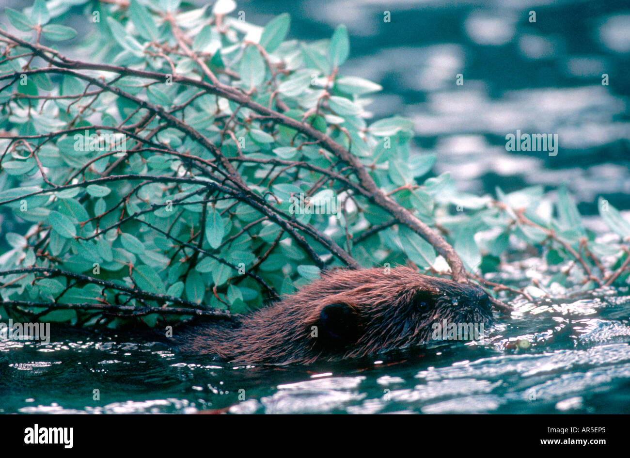 European Beaver, Europäischer Biber, Castor fiber, Europe, Germany ...