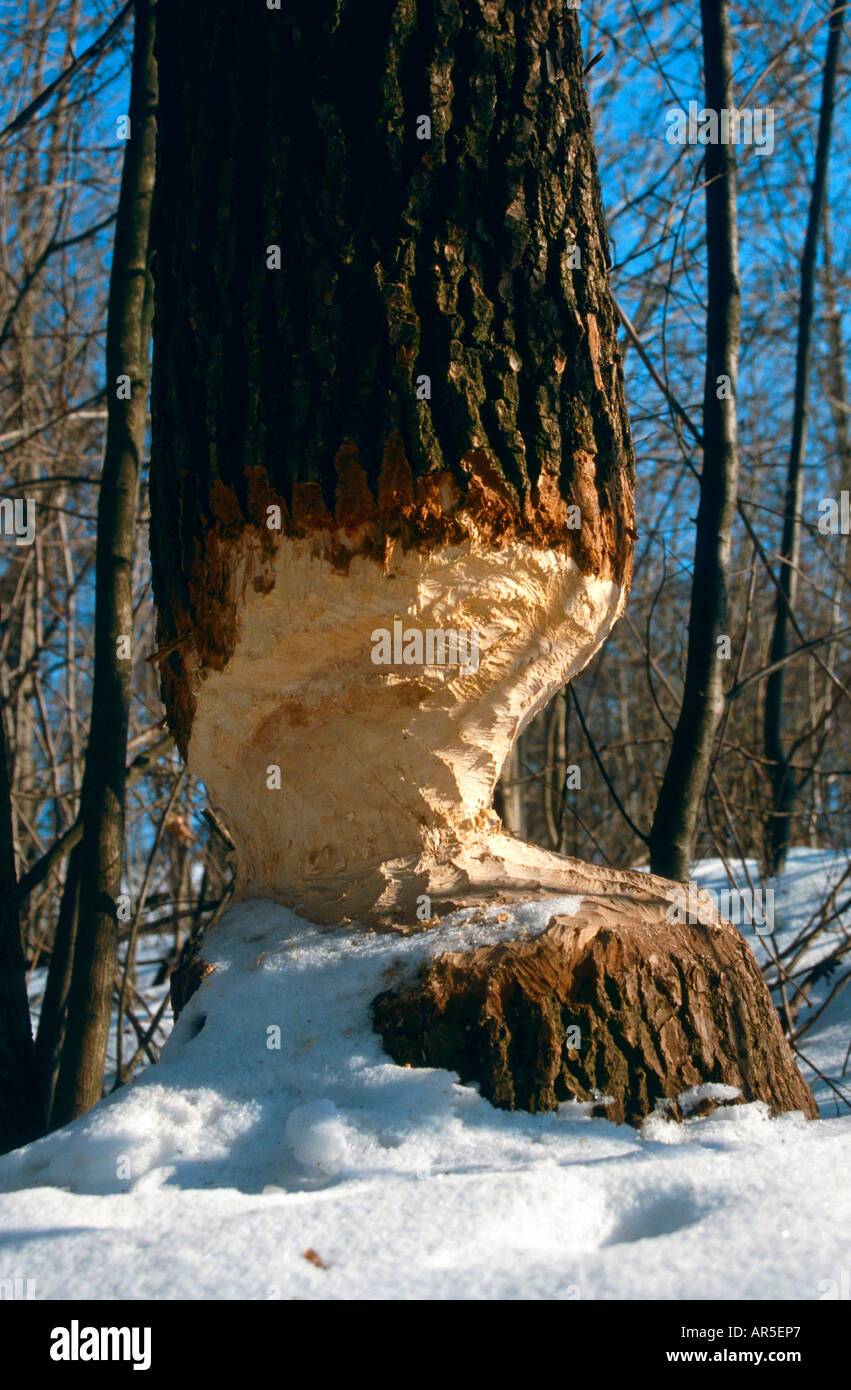 Biber baum hi-res stock photography and images - Alamy