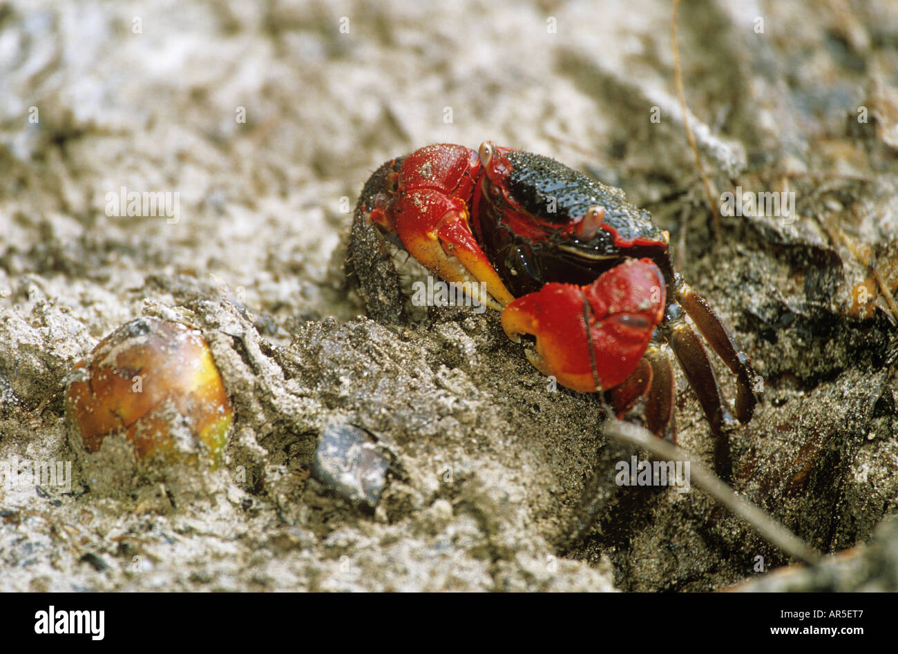 red mangrove crab / Neosarmatium meinerti Stock Photo - Alamy