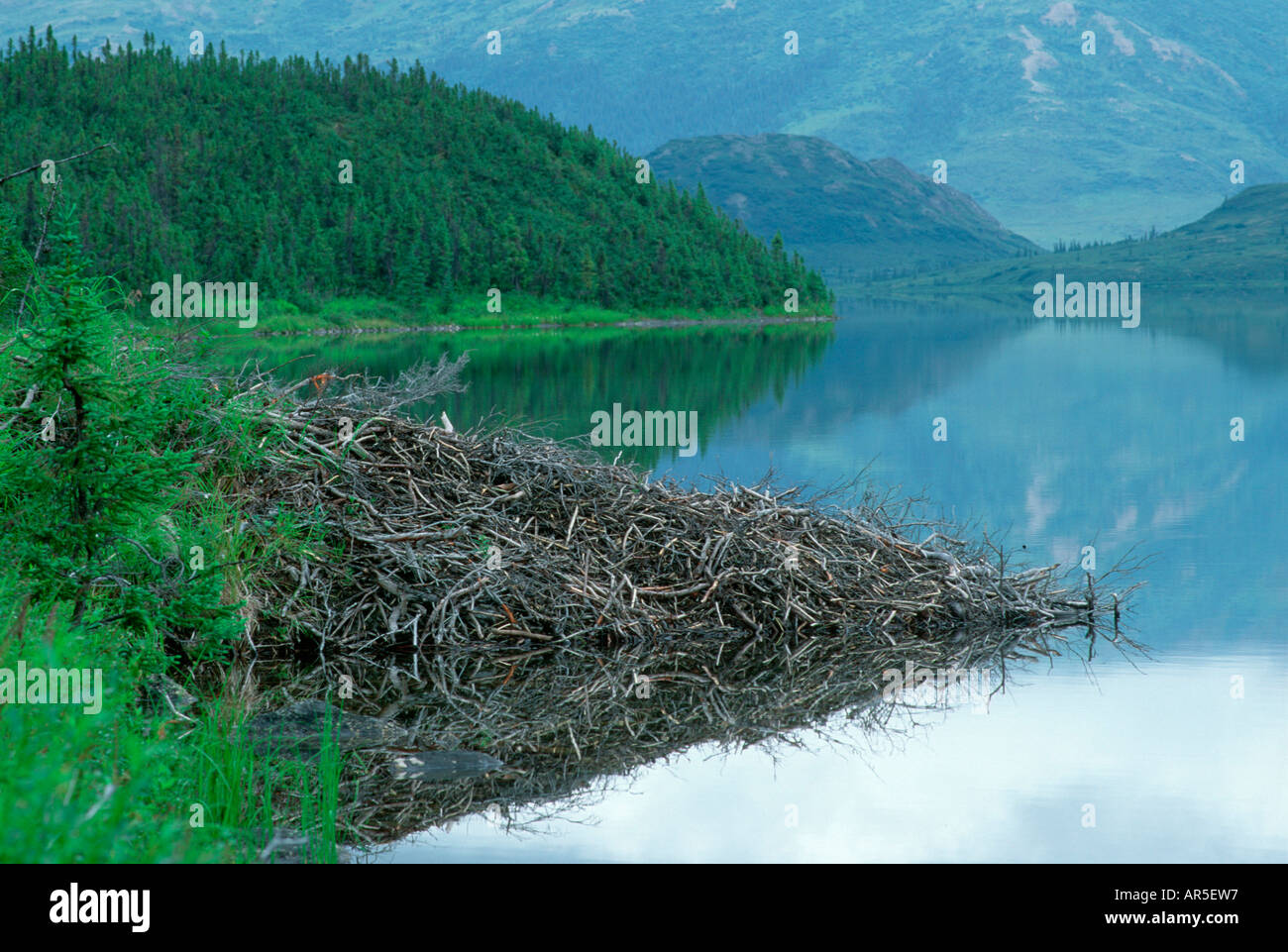 European Beaver, Europäischer Biber, Castor fiber, Europe, Germany ...