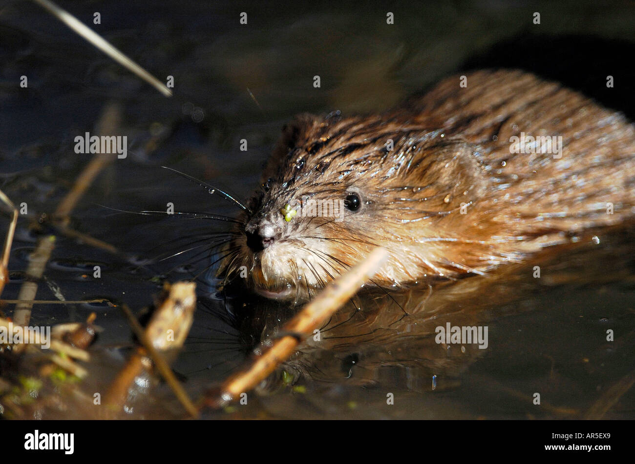 Bisamratte hi-res stock photography and images - Alamy