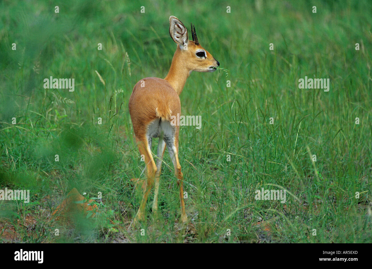 African steenboks hi-res stock photography and images - Alamy