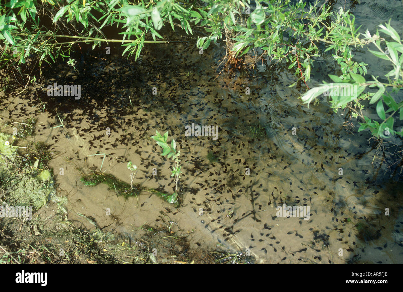 common toad - larvae / Bufo bufo Stock Photo - Alamy