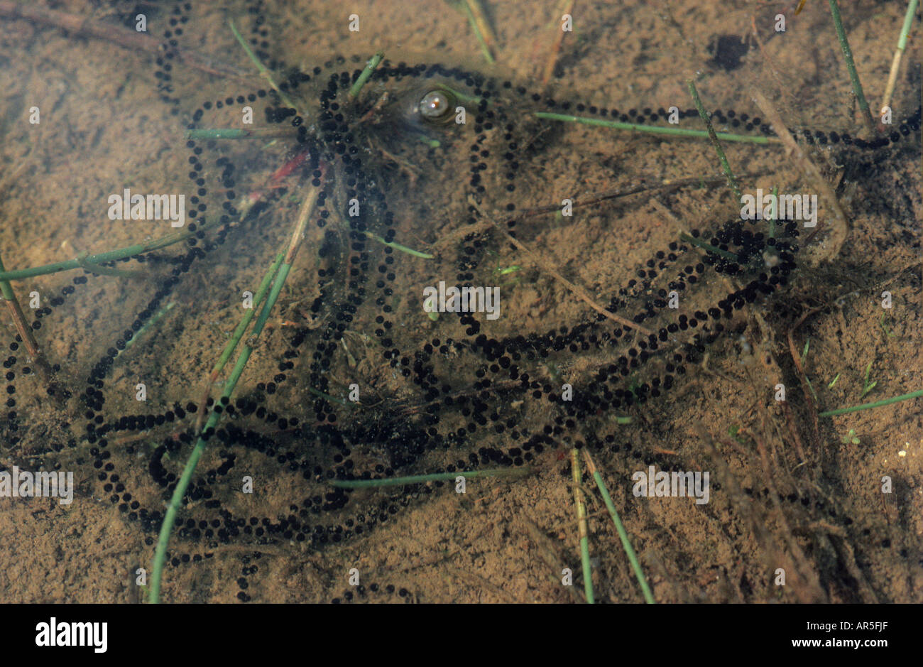 Natterjack toad spawn hi-res stock photography and images - Alamy