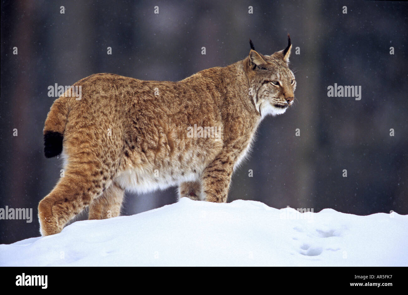 lynx - standing in snow / Lynx lynx Stock Photo - Alamy