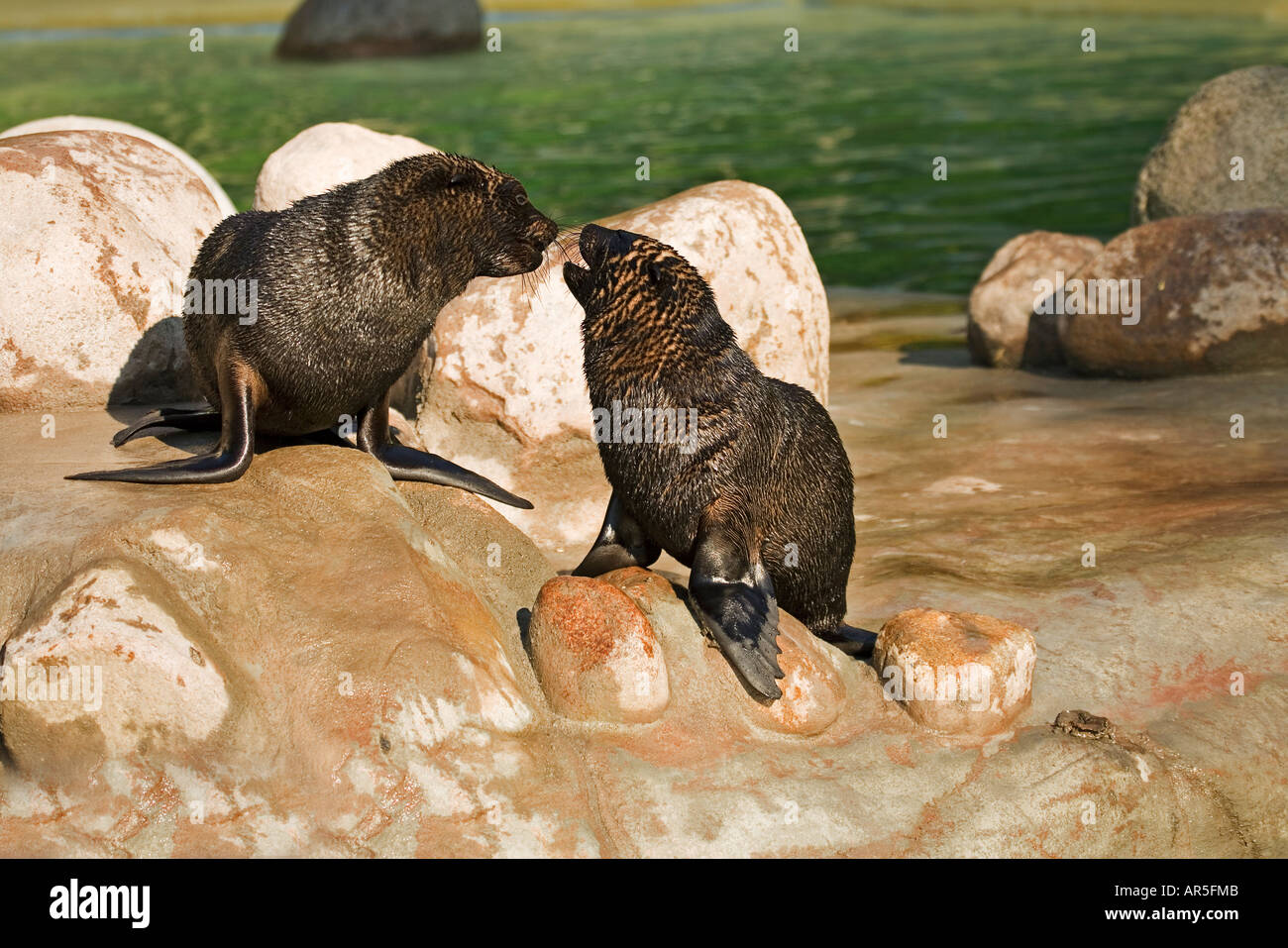 Cuddling seals hi-res stock photography and images - Alamy