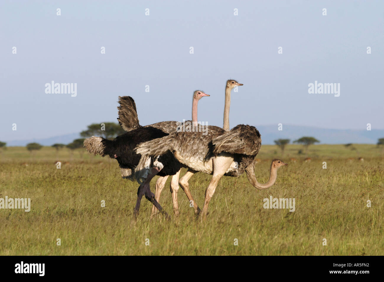 Two young ostriches hi-res stock photography and images - Alamy