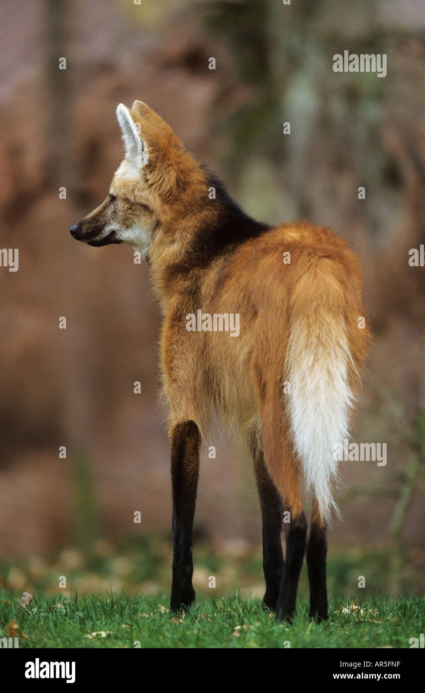 maned wolf - standing on meadow / Chrysocyon brachyurus Stock Photo - Alamy