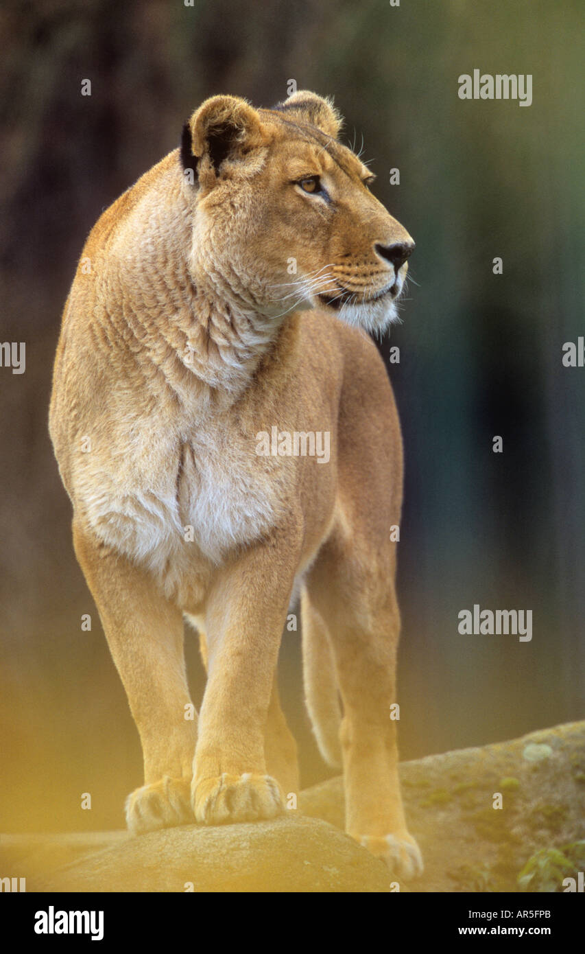 Lioness Standing High Resolution Stock Photography and Images - Alamy