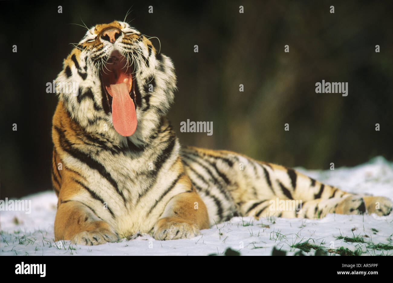 Siberian tiger - yawning / Panthera tigris altaica Stock Photo - Alamy
