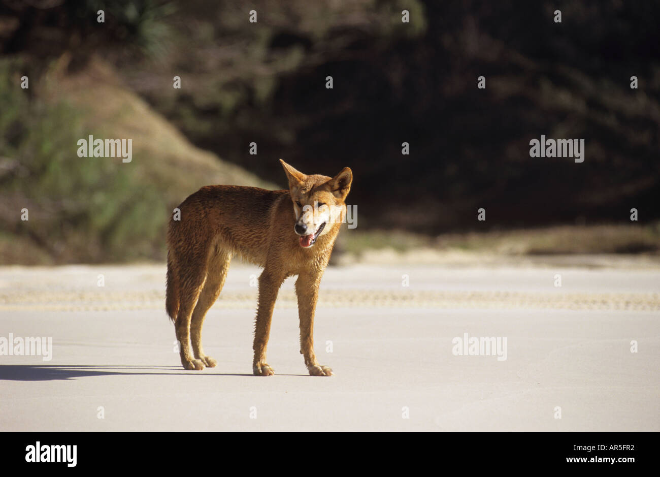 dingo - standing / Canis lupus dingo Stock Photo - Alamy