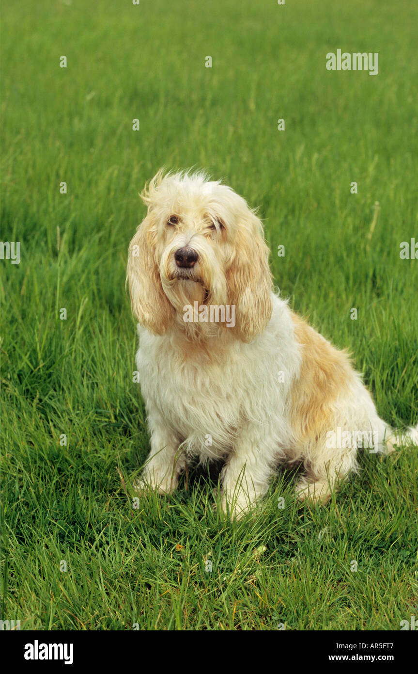 Grand griffon vendeen hi-res stock photography and images - Alamy