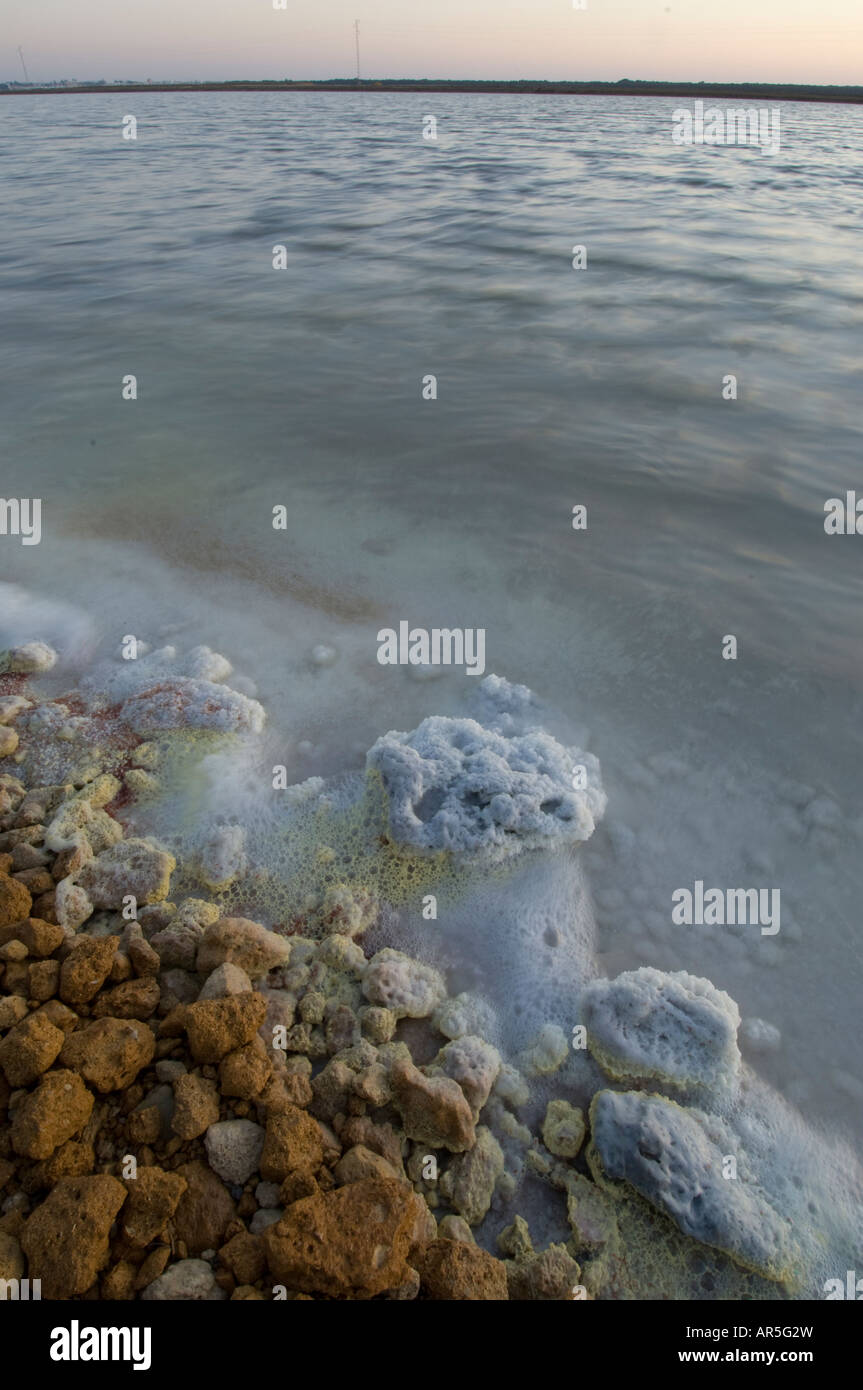 Shore of a mediterranean salt marsh lagoon with accumlated salt, Doñana ...